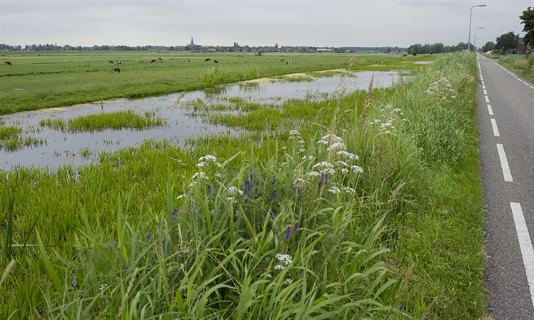 Bermgras Zuid-Holland krijgt tweede leven als bouwmateriaal - Land+Water